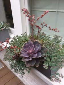 Side Return Garden Transformed in Balham designed by Rachel Hartley